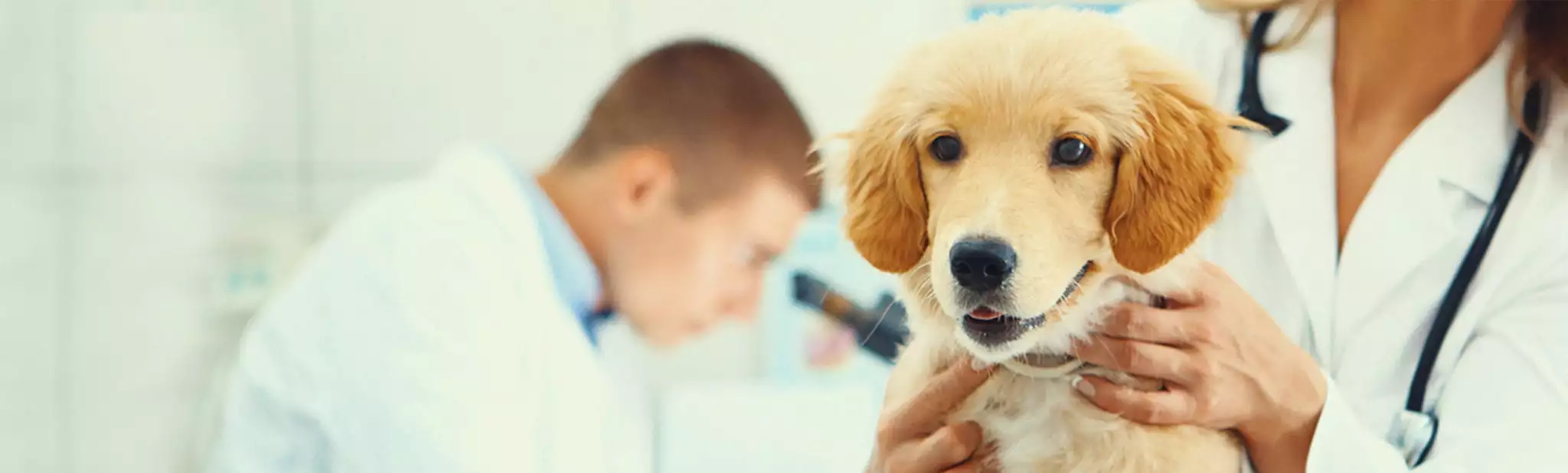 Veterinarian and Animal Hospital in North Charleston, SC | Charleston ...